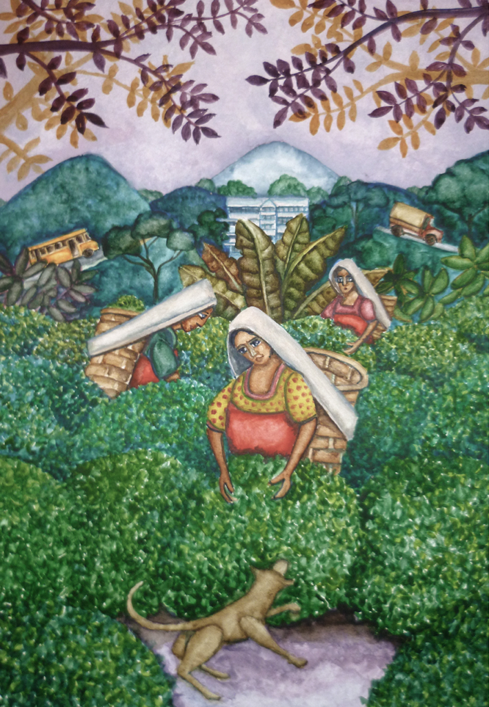 Ceylon White Teas – R&D& TEAS